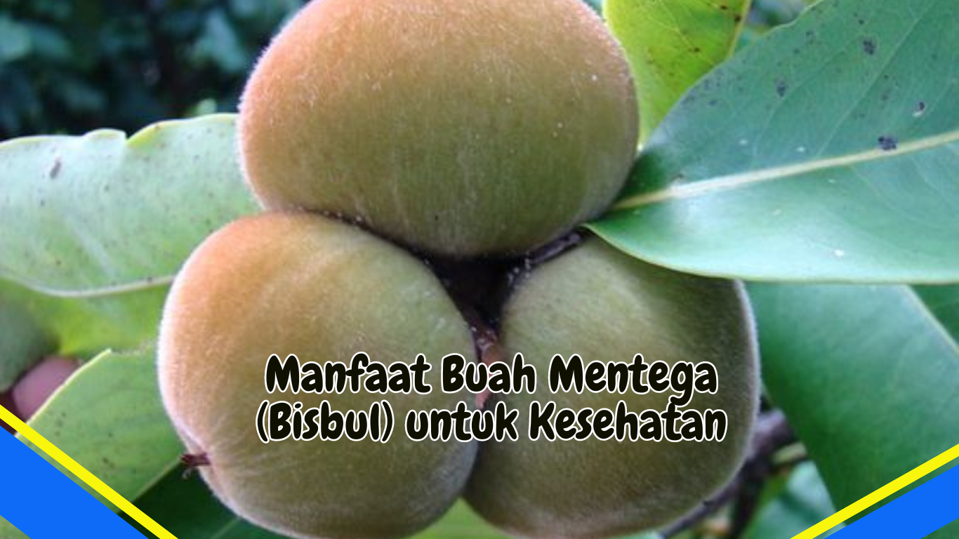Manfaat Buah Mentega (Bisbul) untuk Kesehatan: Lebih dari Sekadar Buah ...