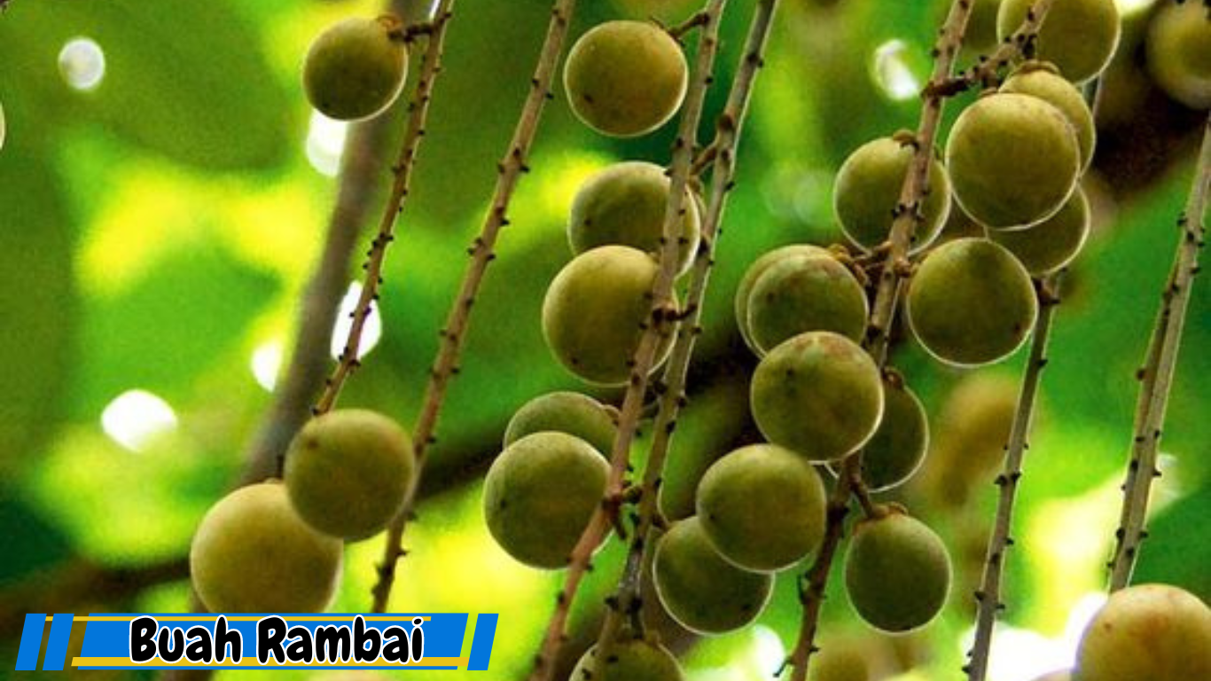 10 Manfaat Buah Rambai untuk Kesehatan - Accumini