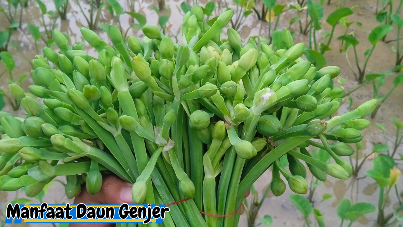 7 Manfaat Daun Genjer untuk Kesehatan Tubuh Anda - Accumini