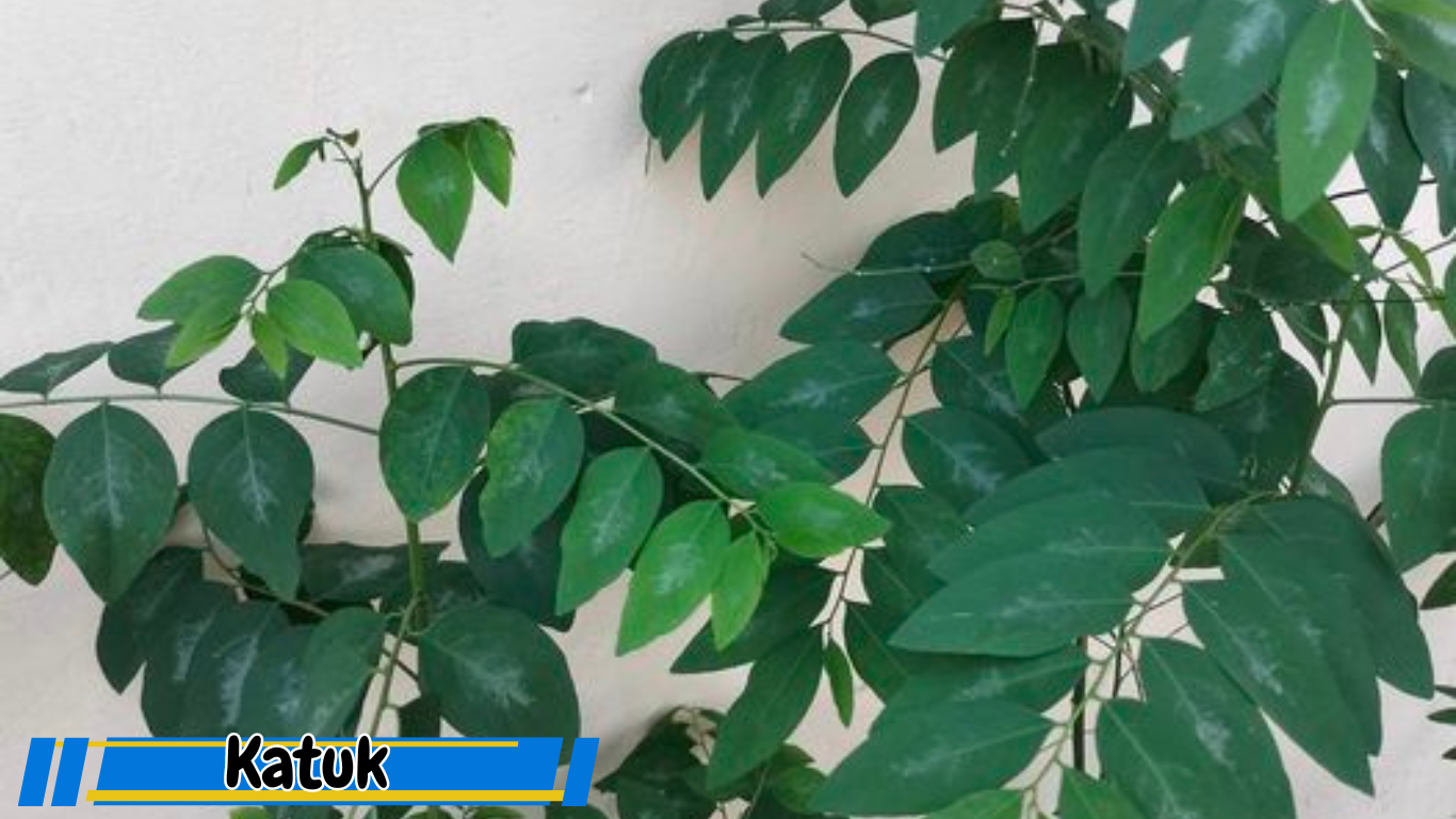 10 Manfaat Daun Katuk Untuk Kesehatan - Accumini