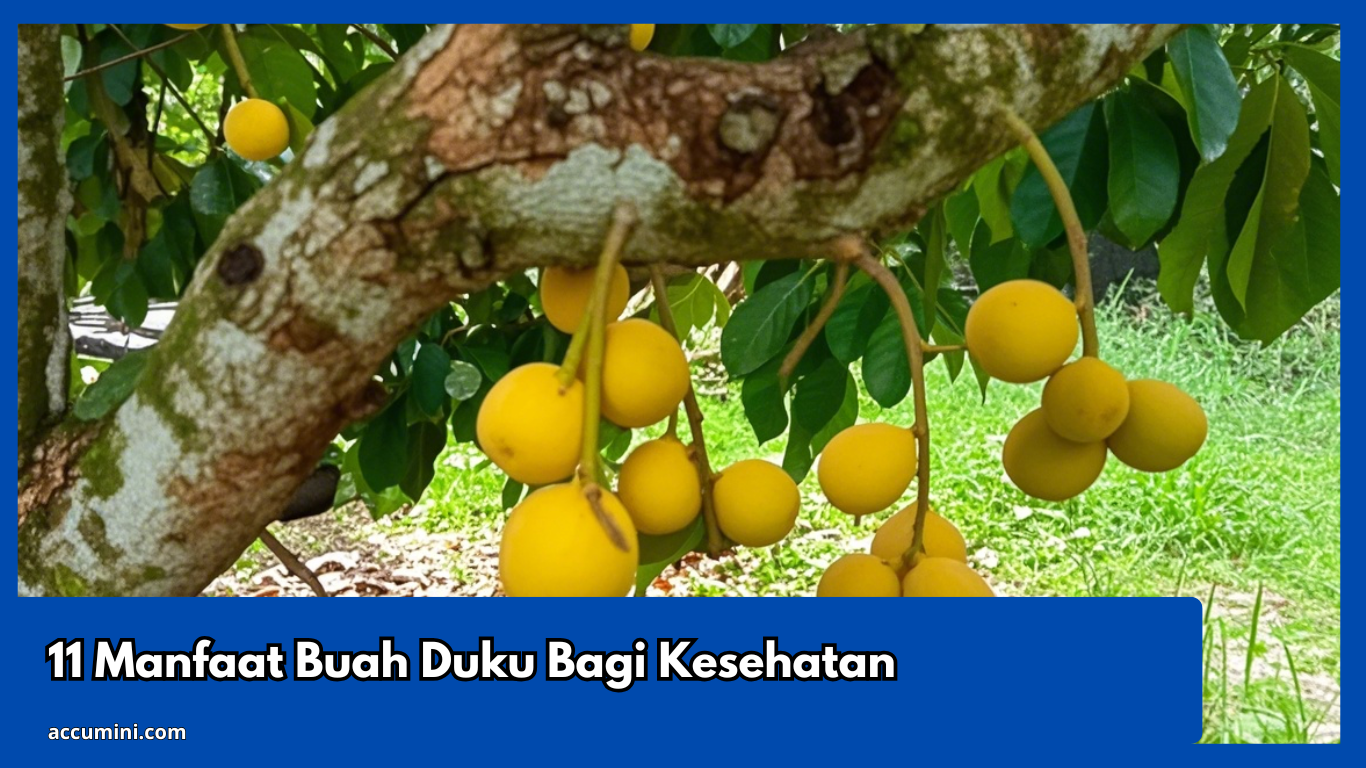 11 Manfaat Buah Duku Bagi Kesehatan - Accumini